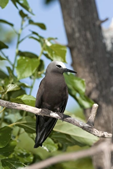 Lesser Noddy Art Prints Collection