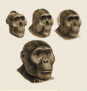 Australopithecus Boisei Collection of Photo Prints and Gifts