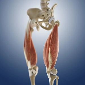 Media Storehouse: Knee Extensor Muscles