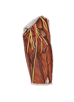 Mid Femoral Sciatic Nerve Block Art Prints, Posters & Puzzles