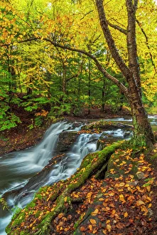 Skeleton River Art Prints Collection