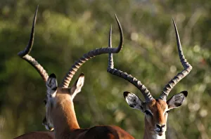 Impala (Mammals, Animals) Collection Our beautiful pictures are ...