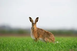 Spring Hare (Pedetidae, Mammals, Animals) Collection