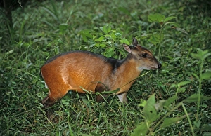 Bay Duiker (Bovidae, Mammals, Animals) Collection For sale as Framed ...