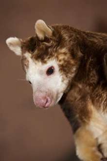Huon Tree Kangaroo (Macropodidae)