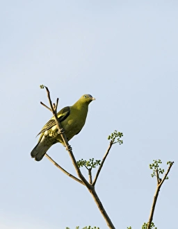 Philippine Green Pigeon (Pigeons)