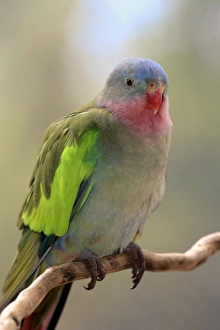 Queen Alexandra Parrot Collection of Photo Prints and Gifts