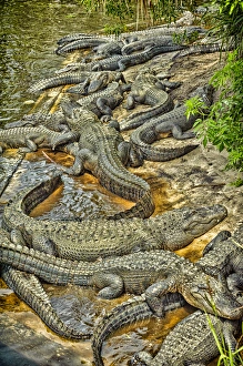 Alligator Farm Zoological Park