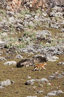 Simensis (Muridae, Mammals, Animals) Collection Our beautiful pictures ...