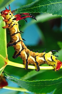 Hickory Horned Devil (Butterflies, Insects)