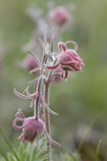 Prairie Smoke Collection of Art Prints and Gifts