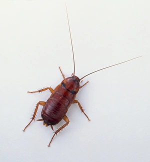 Periplaneta Americana Prints