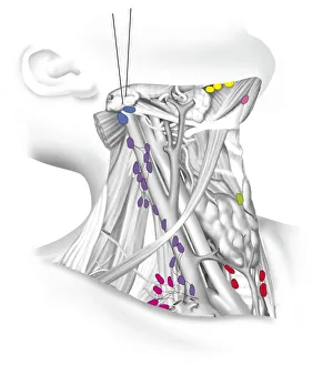 Cervical Lymph Nodes Prints
