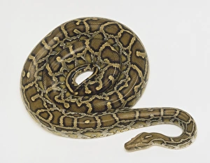 Burmese Python Art Prints, Posters & Puzzles