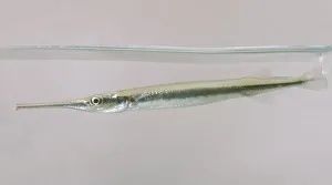 Needlefish Art Prints, Posters & Puzzles