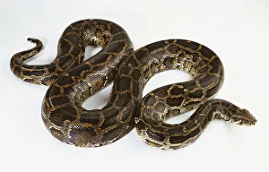 Spotted Python (Python, Snakes, Reptiles)