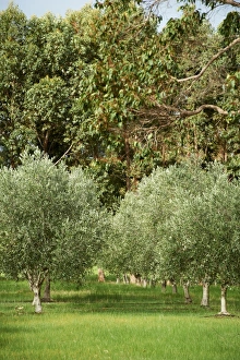 Green Olive Tree Art Prints, Posters & Puzzles