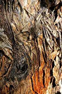 Paper Bark Art Prints, Posters & Puzzles
