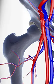 Common Iliac Vein Prints