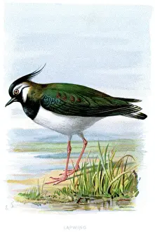 Media Storehouse: Lapwing Art Prints Collection