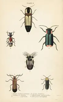 Click Beetles Collection of Photo Prints and Gifts
