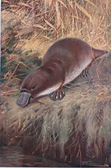 Duckbill (D, Fishes, Animals) Collection Our beautiful pictures are ...