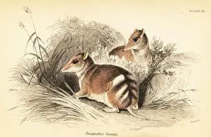 Eastern Barred Bandicoot (Peramelidae, Mammals)