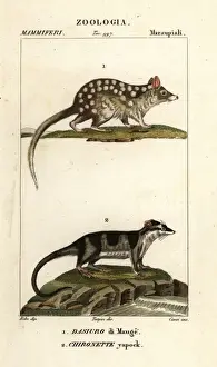 Water Opossum (Didelphidae, Mammals, Animals) Collection