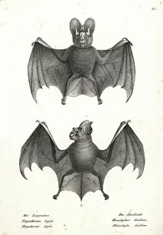 Greater False Vampire (Megadermatidae, Mammals)