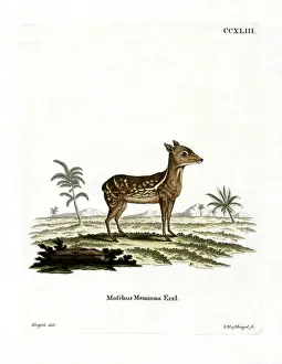 Indian Chevrotain (Tragulidae, Mammals, Animals) Collection