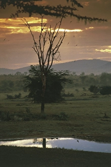 Tsavo National Park Prints