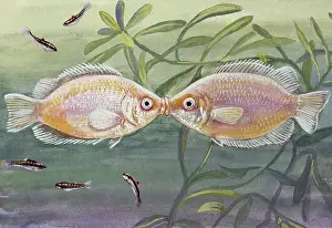 Kissing Gourami Prints