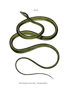 Long-Nosed Tree Snake (Tree Snake, Snakes, Reptiles)