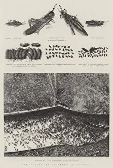 Plague Of Crickets Art Prints