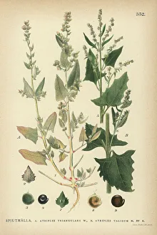 Media Storehouse: Saltbush Art Prints Collection