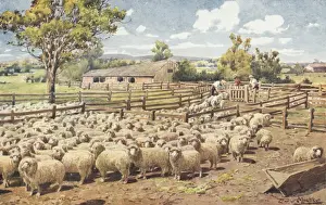 Australian Sheep Station Art Prints Collection