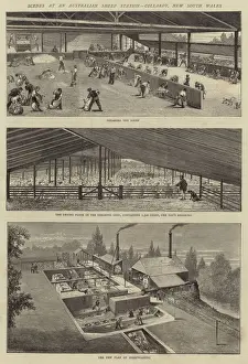 Australian Sheep Station Art Prints Collection