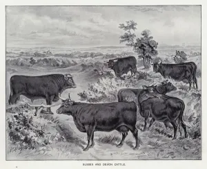 Media Storehouse: Devon Cattle