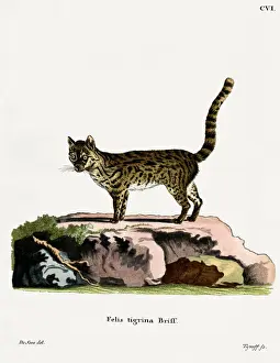 Media Storehouse: Tiger Cat Art Prints Collection