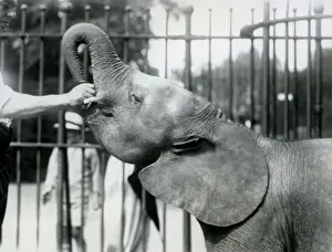 African Pygmy Forest Elephant Collection of Photo Prints and Gifts