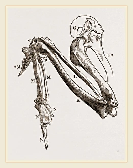 Hawks Wing Collection of Photo Prints and Gifts