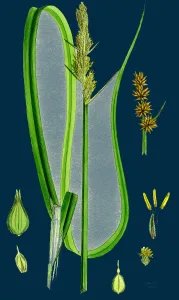 Great Sedge Collection of Photo Prints and Gifts