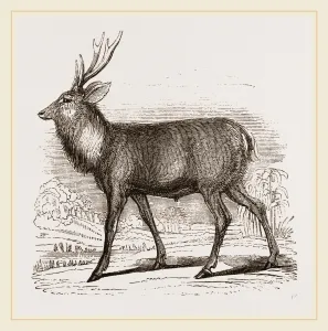 Sambur Deer Prints