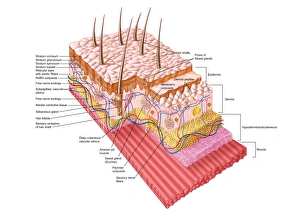Subpapillary Vascular Plexus Collection of Photo Prints and Gifts