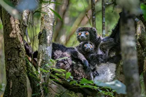 Edwardsi (Megaladapidae, Mammals, Animals) Gallery