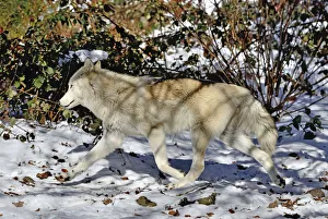 Northern Timber Wolf Photos