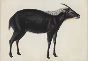 Chinese Serow (Bovidae, Mammals, Animals) Collection
