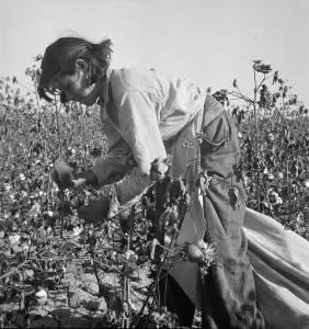 Cotton Picker Art Prints, Posters & Puzzles