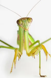 Praying Mantises Prints