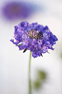 Scabiosa Columbaria Blue Note Prints